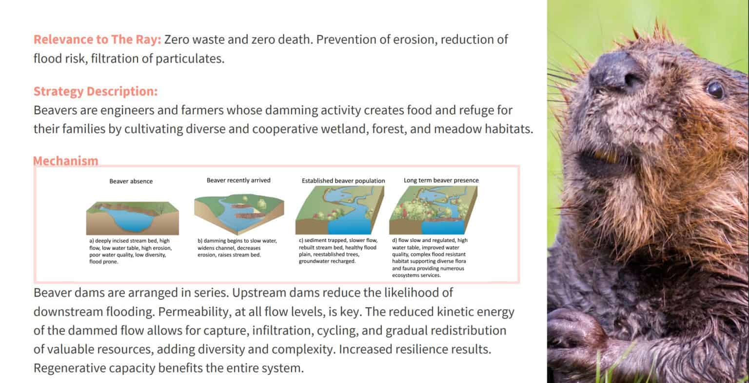 How Biomimicry from Coral, Ants & Beavers Gets Net Zero Results in ...